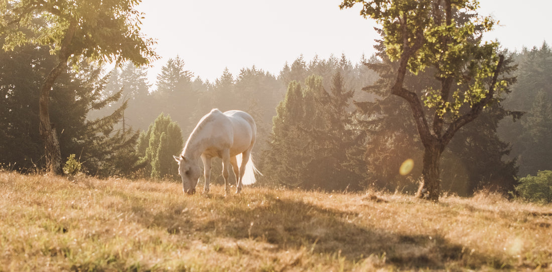 Our Approach – Heartfelt Farm & Therapy